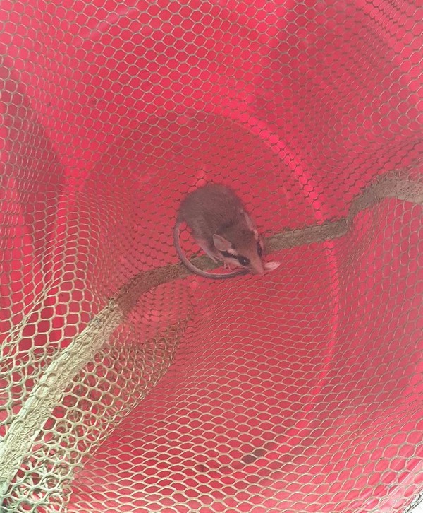 Wüstenspringmaus auf Abwegen - Saar-Mosel-News